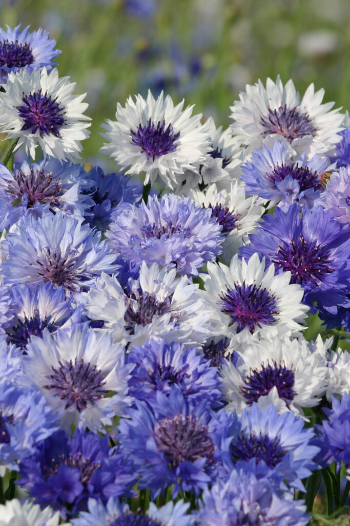 Centaurea cyanus, blåklint ’Classic Fantastic’ – Olssons Frö